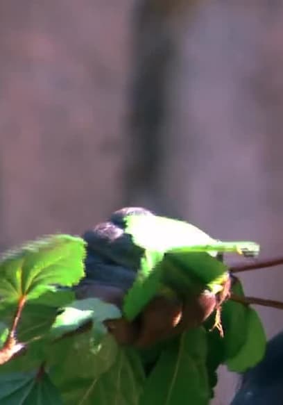 Watch Animal Atlas S03:E04 - Endangered: Say Hello, Say Goodbye - Free ...