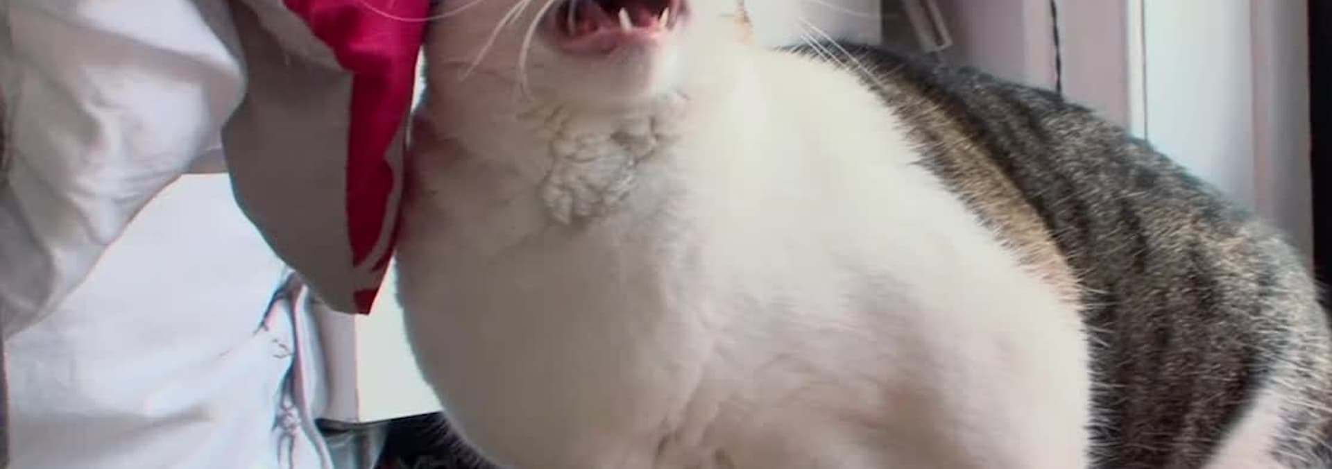 Watch My Cat from Hell S04:E13 - Buddha Bullies Hector - Free TV Shows ...