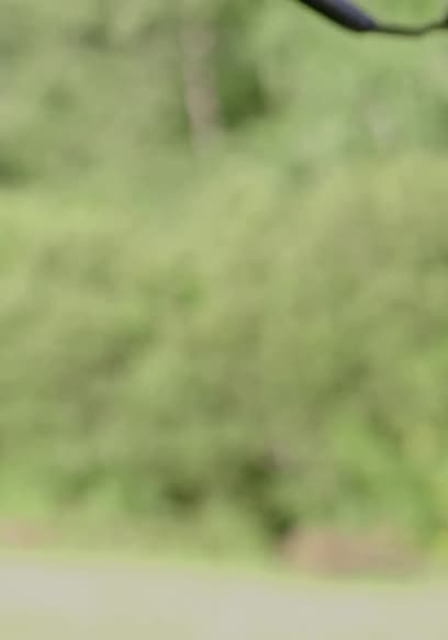 Watch Swamp Murders S04:E09 - What Lies Beneath - Free TV Shows | Tubi