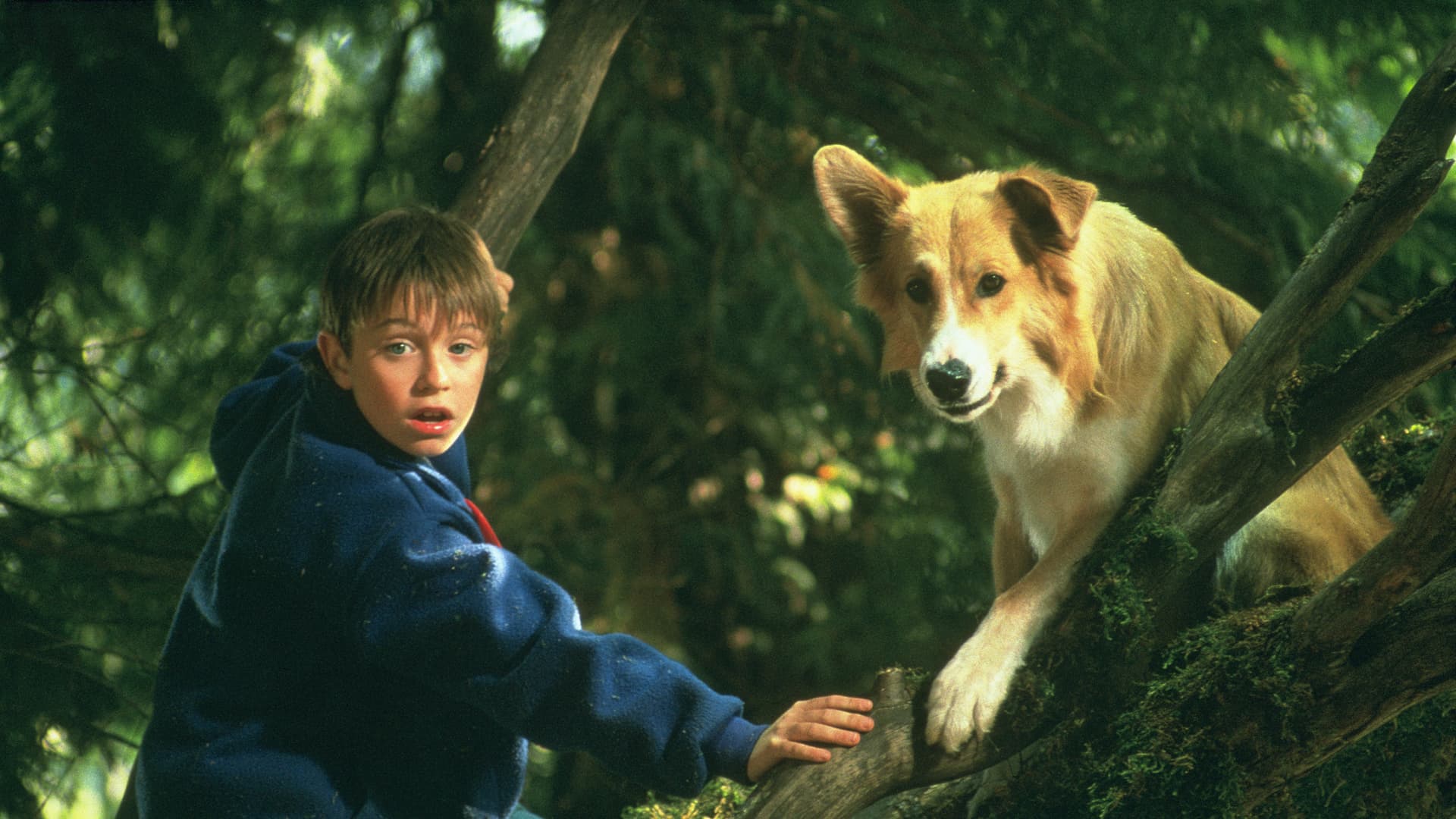 Watch Bingo (1991) - Free Movies | Tubi