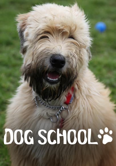 Watch Dog School - Free TV Shows | Tubi