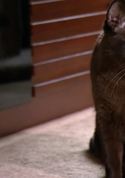 Watch Too Cute! S01:E05 - Kitten Dolls - Free TV Shows | Tubi