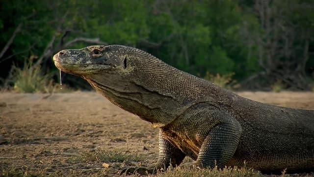 Watch Wild Tales S01:E02 - Lizards of Oz - Free TV Shows | Tubi