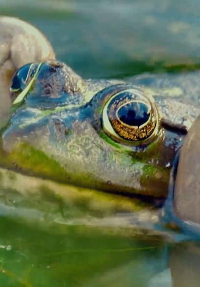 Watch Deep Time History S01:E02 - The Age of Discove - Free TV Shows | Tubi