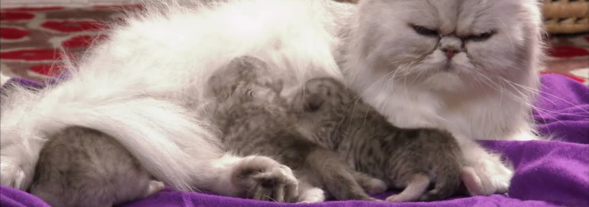 Watch Too Cute! S04:E07 - Musical Kittens - Free TV Shows | Tubi