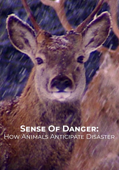 Watch Sense of Danger: How Animals Anticipate Disaster - Free Movies | Tubi