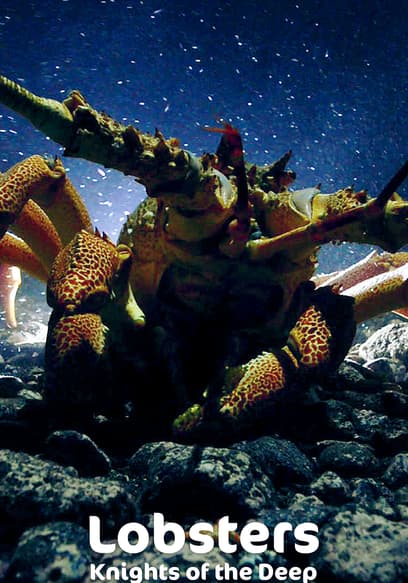 Watch Lobsters: Knights of the Deep (2018) - Free Movies | Tubi