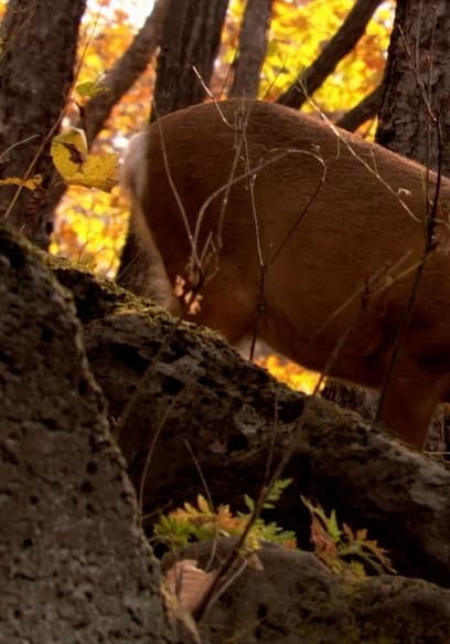 Watch Power of Plants S01:E01 - Escaping Predators and the Elements ...