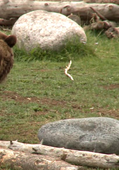 Watch Wardens S03:E01 - Grizzly Bear - Free TV Shows | Tubi