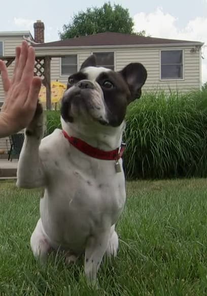 Watch Dogs 101 S01:E01 - French Bulldog and More - Free TV Shows | Tubi