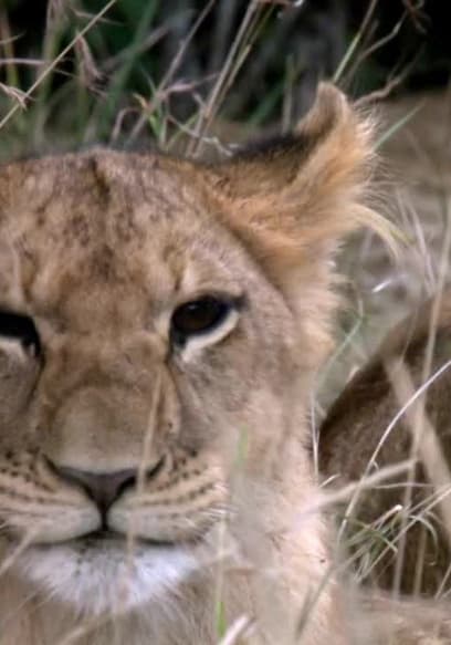 Watch Baby Animals Around the World S03:E08 - More Baby Animals From ...