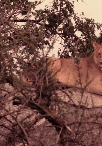 Watch My Animal Friends With Robi S01:E01 - Lions, Dolphins, Cats and ...