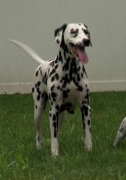 Watch Too Cute! S02:E04 - Spotted, Pampered Pups - Free TV Shows | Tubi