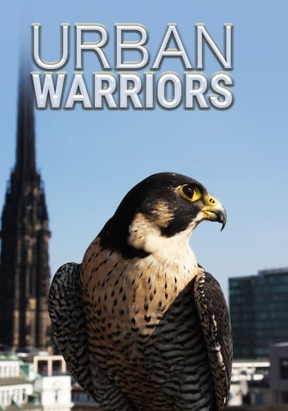 Watch Urban Warriors (2021) - Free Movies | Tubi