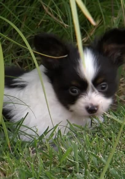 Watch Too Cute! S03:E07 - Roly-Poly Puppies - Free TV Shows | Tubi