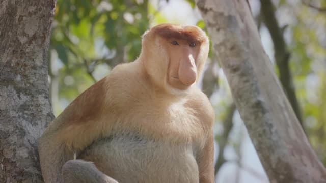 Watch World's Weirdest Animal Faces - Free TV Shows | Tubi Watch World's Weirdest Animal Faces - Free TV Shows | Tubi