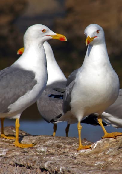 Watch Water Life S01:E15 - Kingdom of Tides - Free TV Shows | Tubi