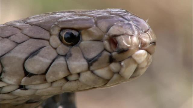 Watch Deadly Hunters - Free TV Shows | Tubi