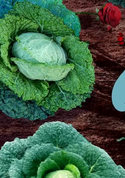 Watch Oggy and the Cockroaches S03:E01 - Inside Out - Free TV Shows | Tubi