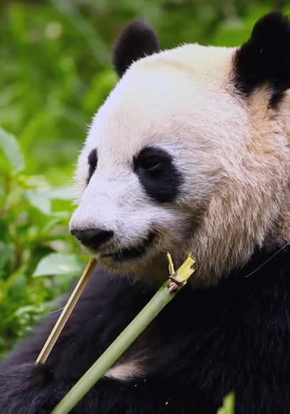 Watch Baby Animals Around the World S03:E03 - Baby Animals From Asia ...