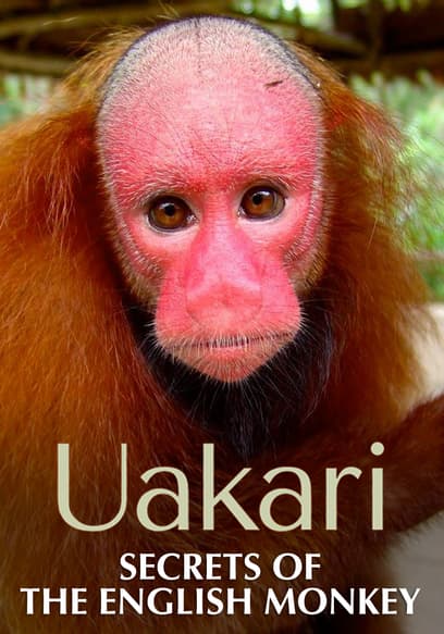 Watch Uakari: Secrets of the English Monkey (2009) - Free Movies | Tubi