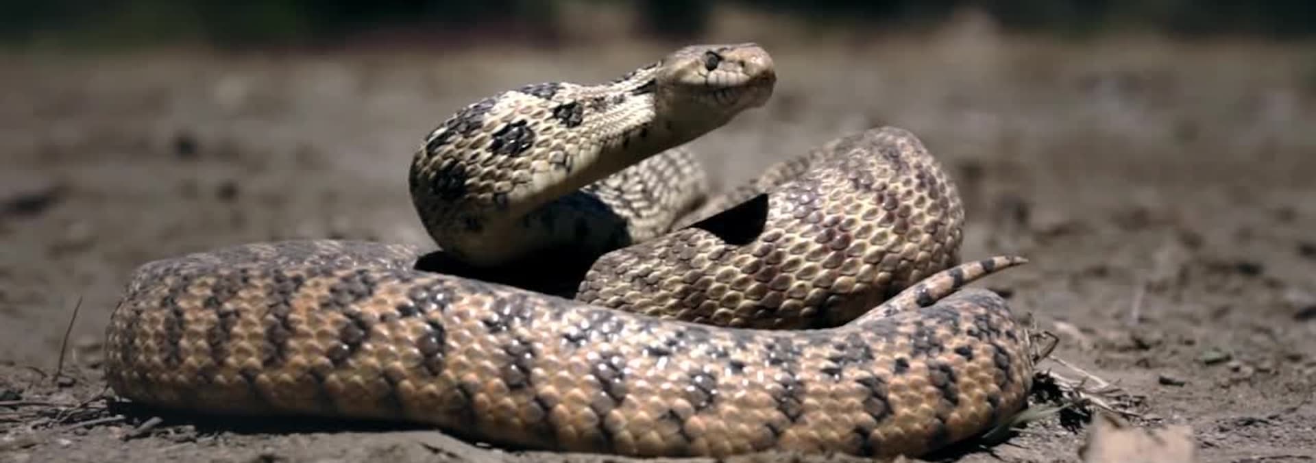 Watch Wild Assassins S01:E01 - Venom - Free TV Shows | Tubi