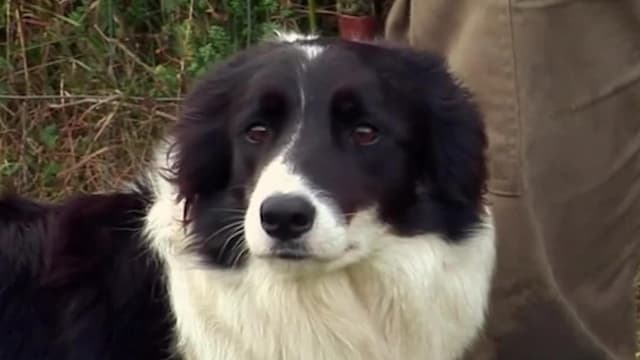 Watch Mist Sheepdog Tales S01:E05 - Mist's First Trial - Free TV Shows | Tubi