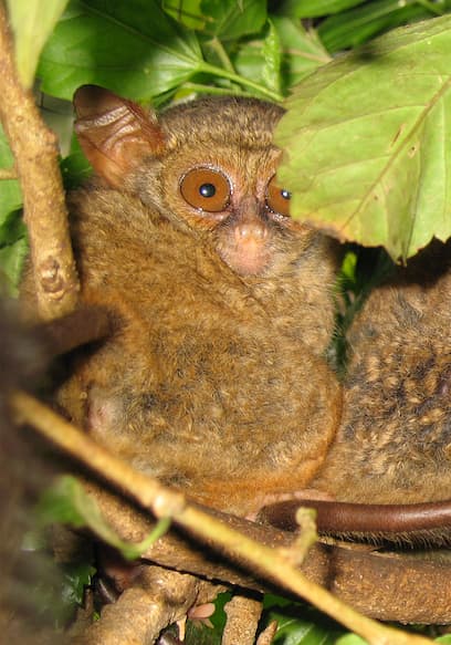 Watch Nick Baker’s Weird Creatures S02:E02 - The Real Gremlin - Free TV ...