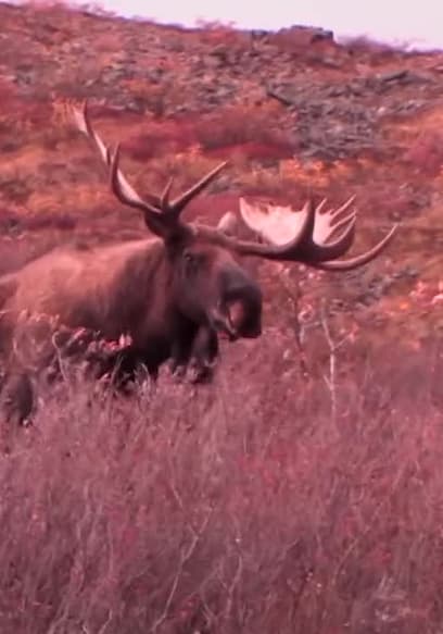 Watch Jim Shockey's Hunting Adventures S08:E05 - The Filming of an ...
