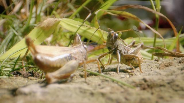 Watch Planet Insect S01:E01 - Part One: Small Creatures, Big Lives ...