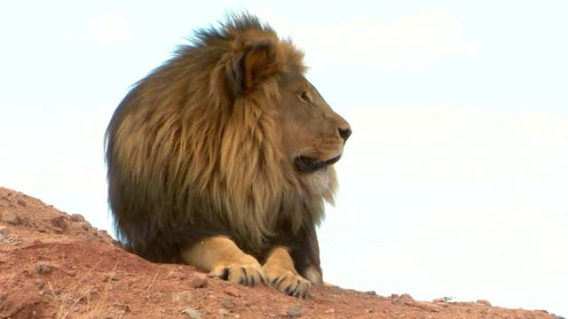 Watch Animal Atlas S04:E17 - The Wild Life: Life's a Crowd - Free TV ...