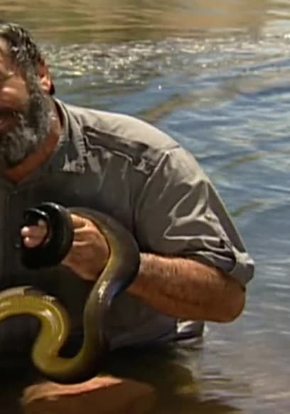 Watch Killer Instinct with Rob Bredl S01:E12 - Australian Pythons ...