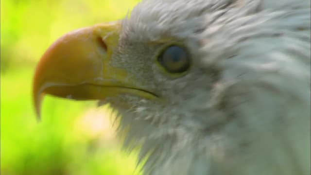 Watch Animal Atlas - Free TV Shows | Tubi