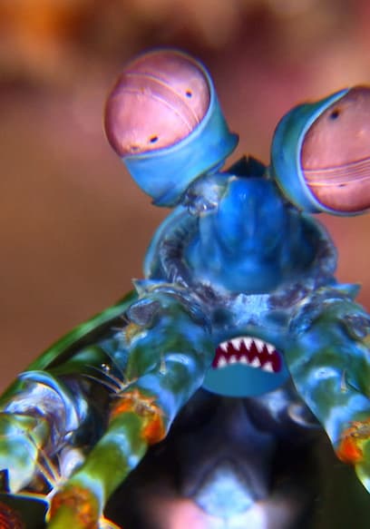 Watch Bad Nature S01:E105 - Disco Snails & Bobbit Wo - Free TV Shows | Tubi