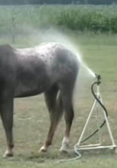 Watch Funniest Pets & People S01:E102 - Going in Circles - Free TV Shows | Tubi