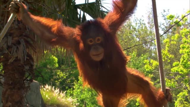Watch Animal Atlas S03:E13 - Ape-Man of the Forest - Free TV Shows | Tubi