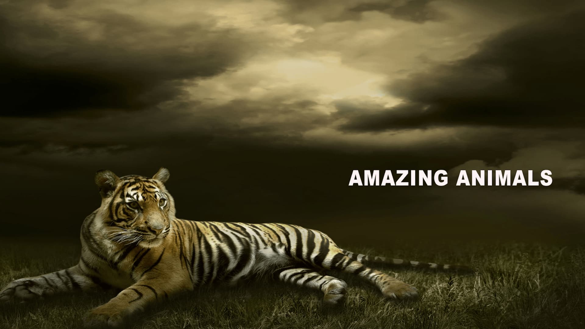 Watch Amazing Animals (Español) - Free TV Shows | Tubi