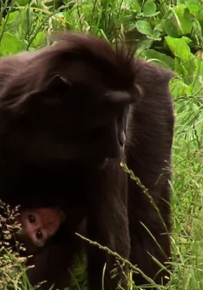 Watch The Zoo S02:E09 - Episode 9 - Free TV Shows | Tubi