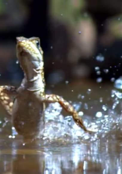 Watch How Do Animals Do That? S01:E01 - Lizards and - Free TV Shows | Tubi