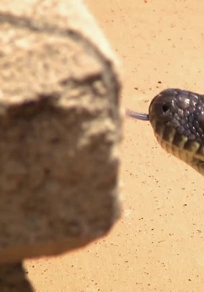 Watch Snake Boss S01:E09 - Episode 9 - Free TV Shows | Tubi