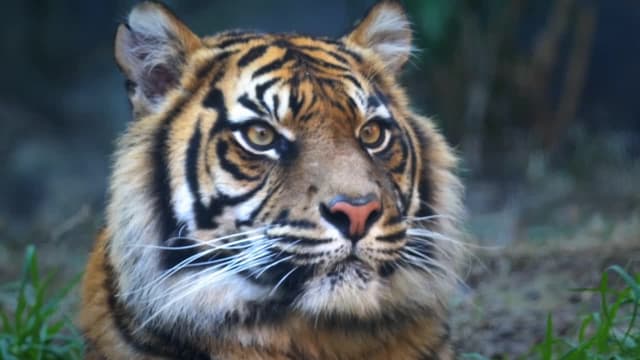 Watch Predator Pets S01:E01 - Episode 1 - Free TV Shows | Tubi