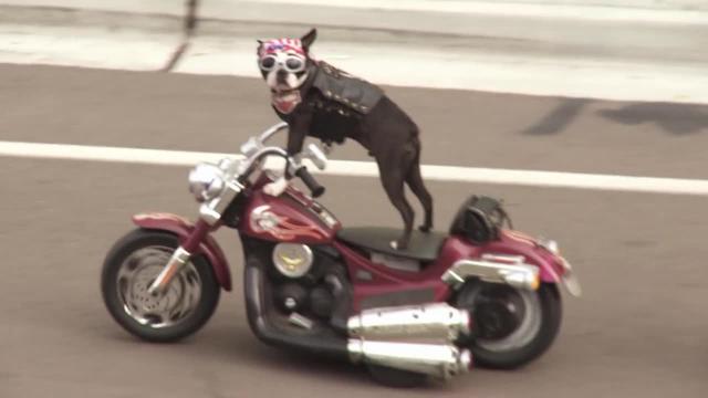 Watch The Devils Ride - Free TV Shows | Tubi