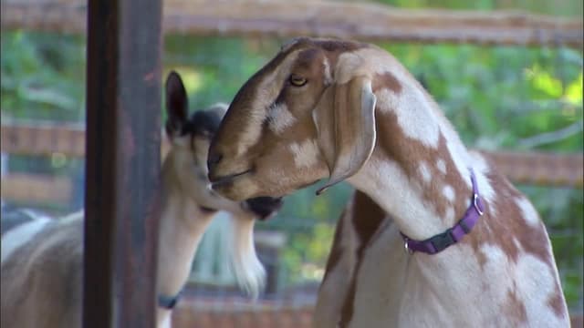 Watch Animal Atlas - Free TV Shows | Tubi