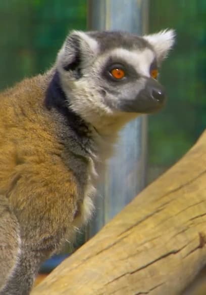 Watch Animal Atlas S03:E02 - What's a Lemur? - Free TV Shows | Tubi