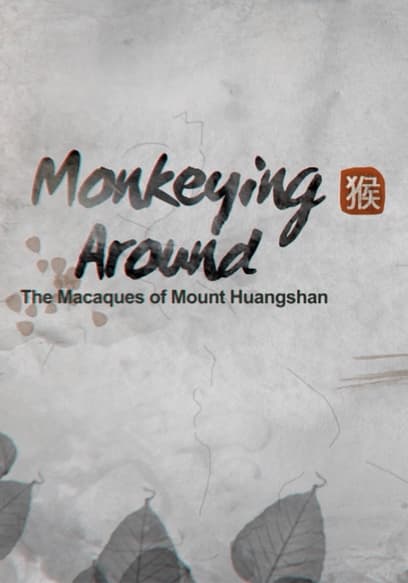 Watch Monkeying Around: The Macaques of Huangshan (201 - Free Movies | Tubi
