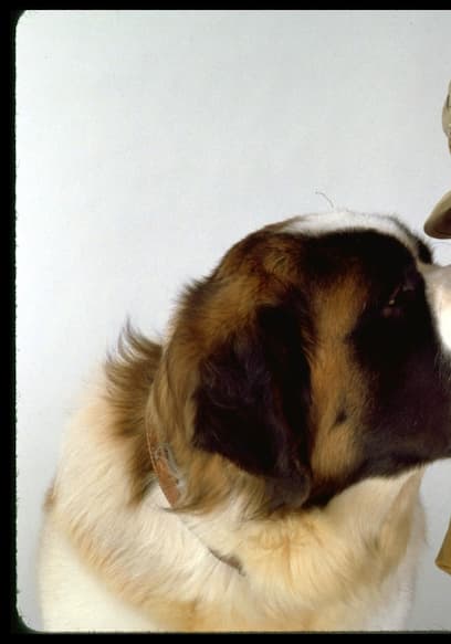 Watch Beethoven's 3rd Trailer - Free Movies | Tubi