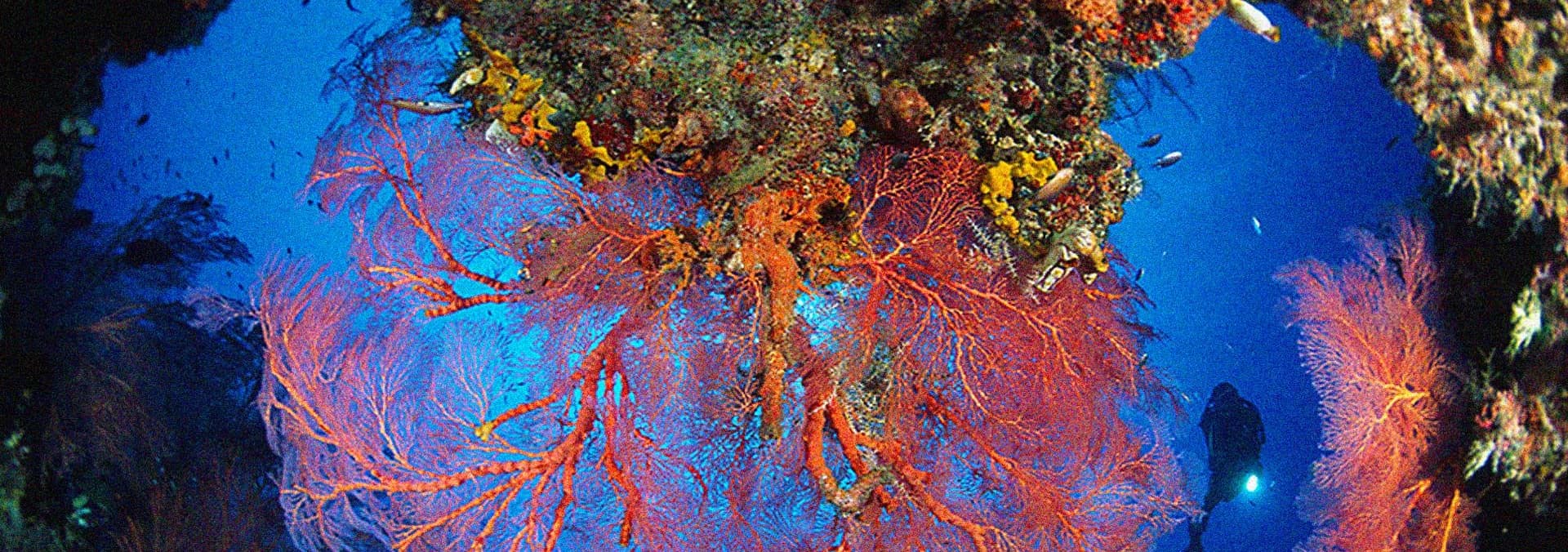 Watch Klin Wara (2019) - Free Movies | Tubi