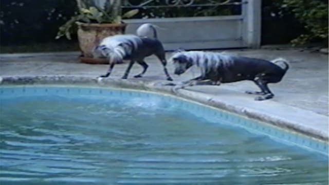 Watch Life's Funniest Moments S01:E65 - Bye! Bye! Cowboy! - Free TV ...