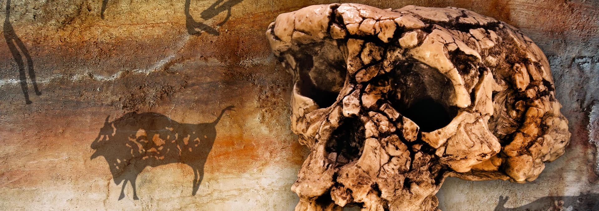 Watch Toumai The Oldest Human Ancestor 2006 Free Movies Tubi