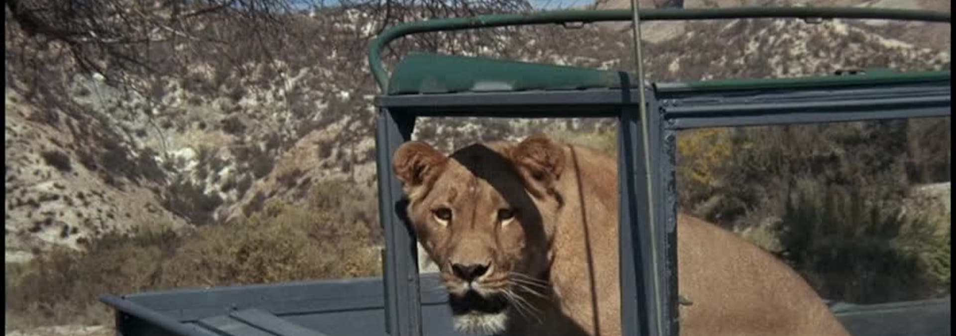 Watch Daktari S01:E03 - The Killer Lion - Free TV Shows | Tubi